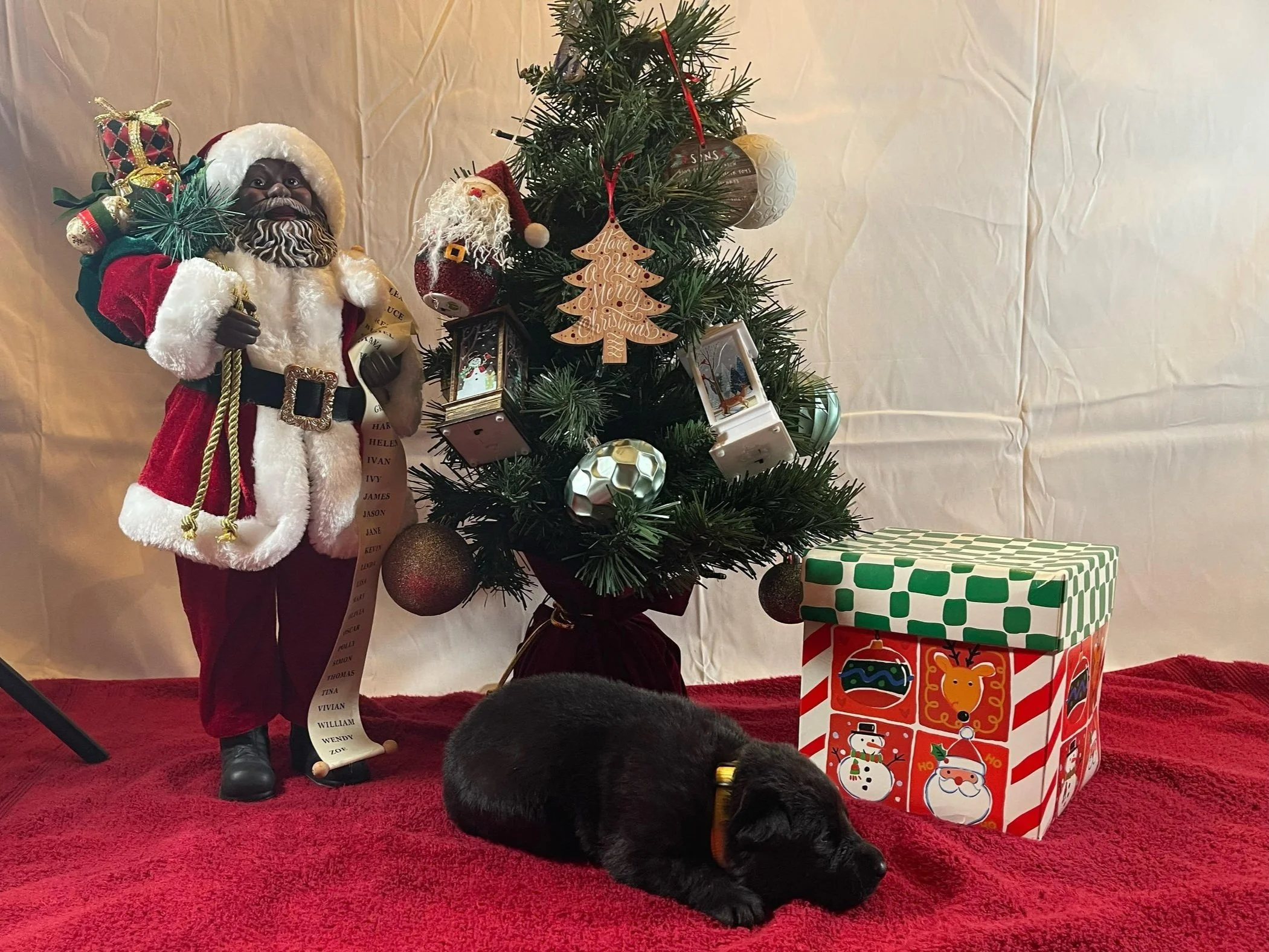 Puppies — King Kennels