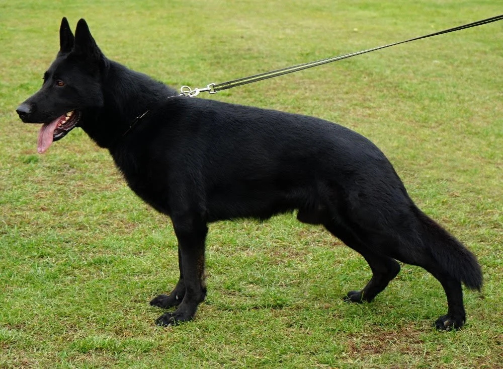 Our Dogs — King Kennels