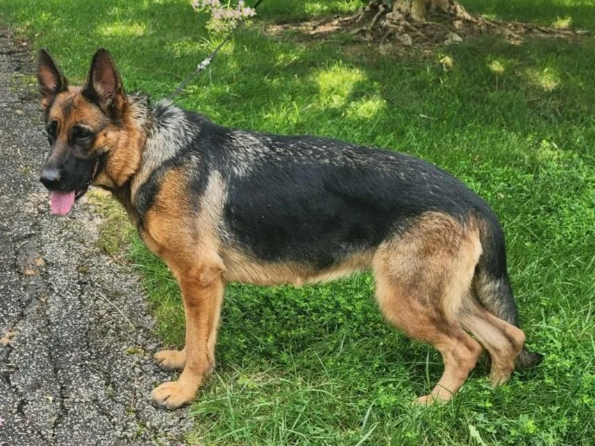 Our Dogs — King Kennels