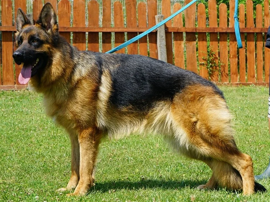 Our Dogs — King Kennels