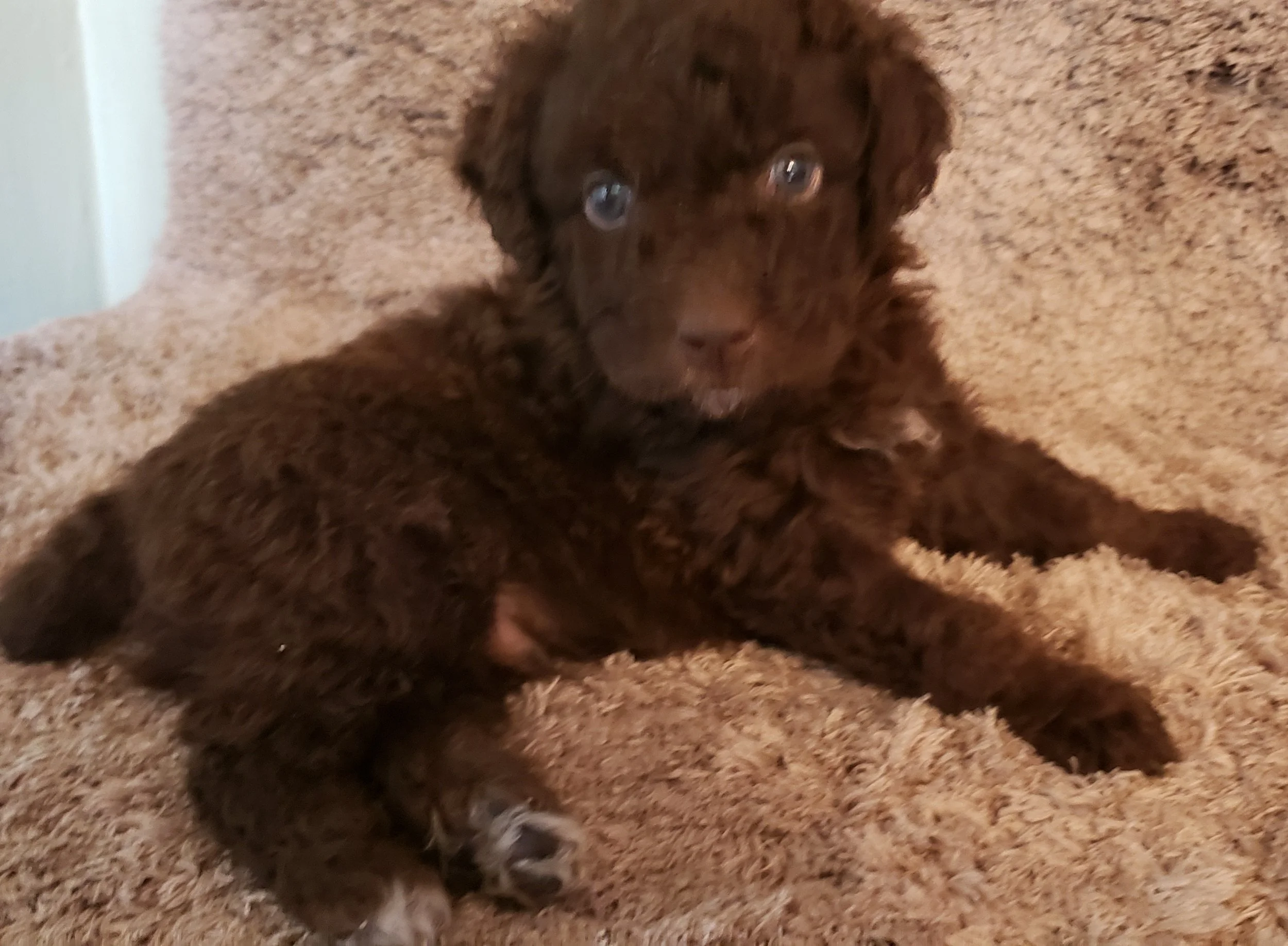 Puppies — The Woolly Dog Ranch