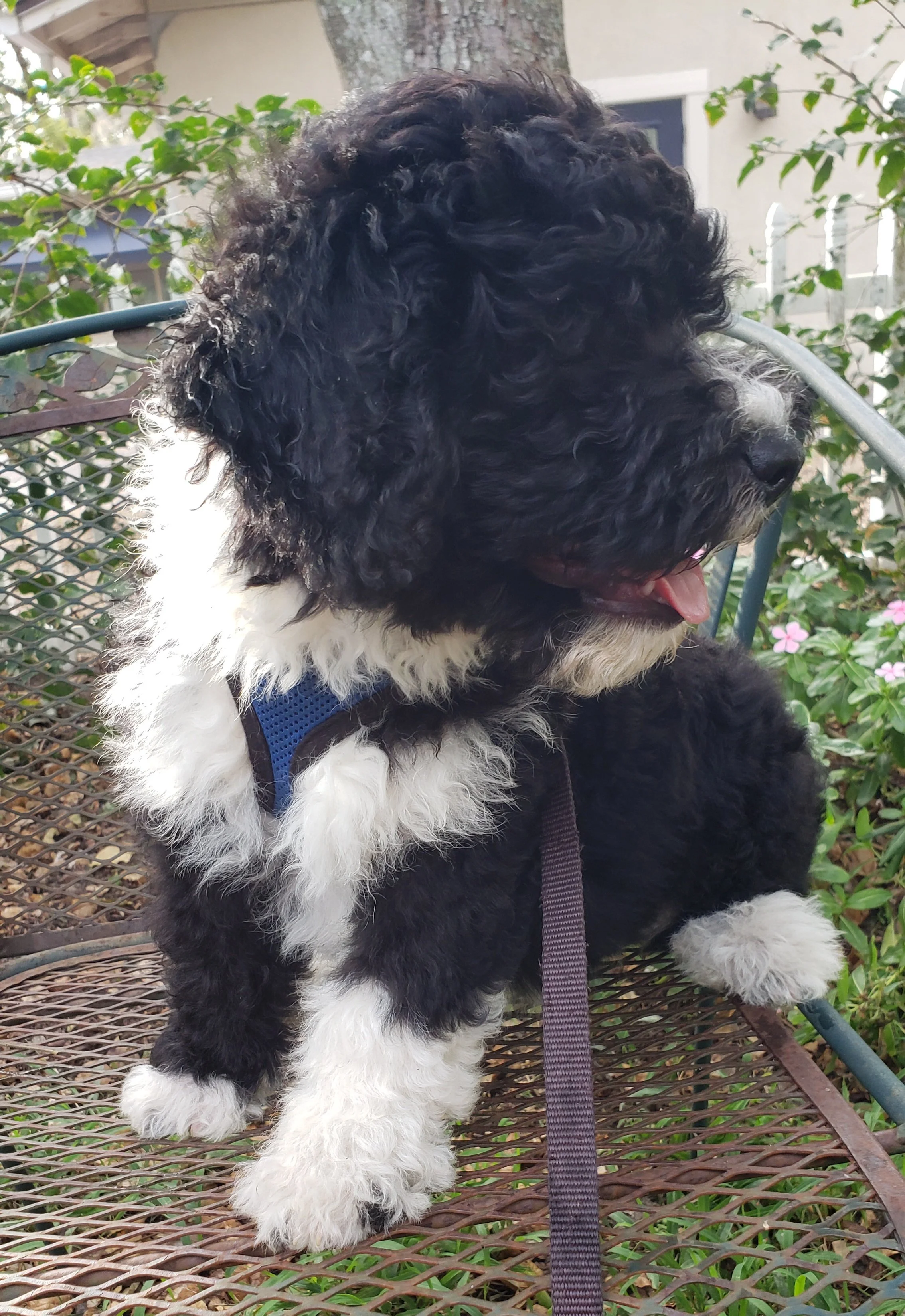 The Woolly Dog Ranch