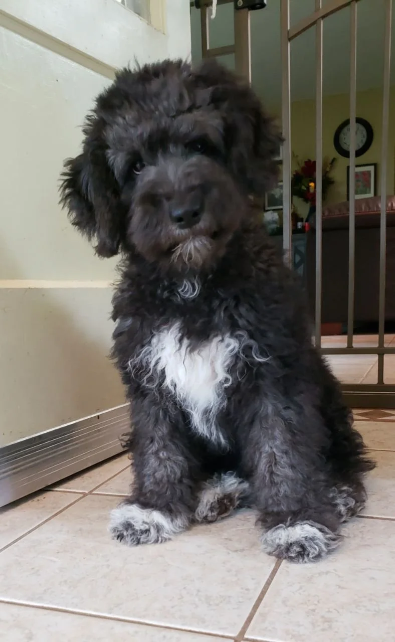 The Woolly Dog Ranch