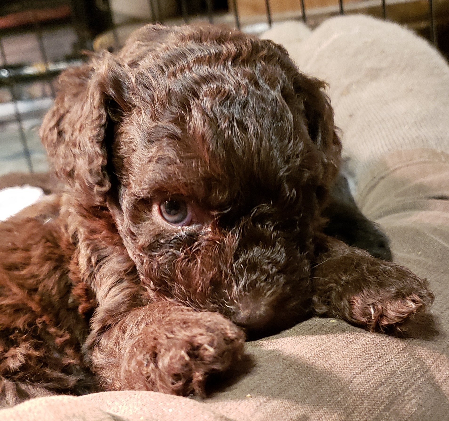 The Woolly Dog Ranch