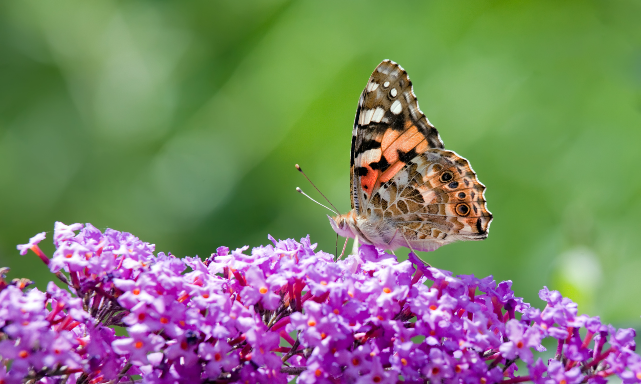 Affiliated Project Networks — Earth BioGenome Project