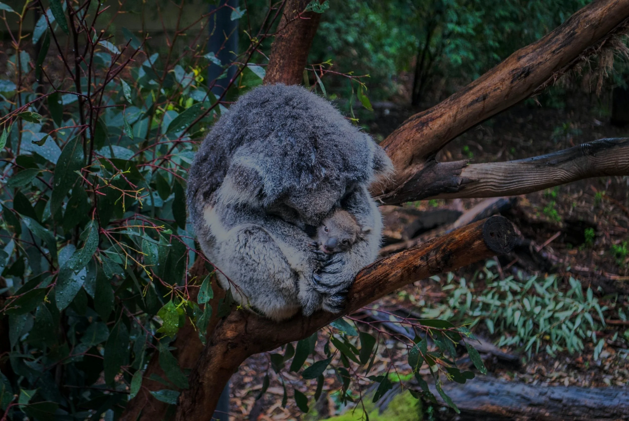 Earth BioGenome Project