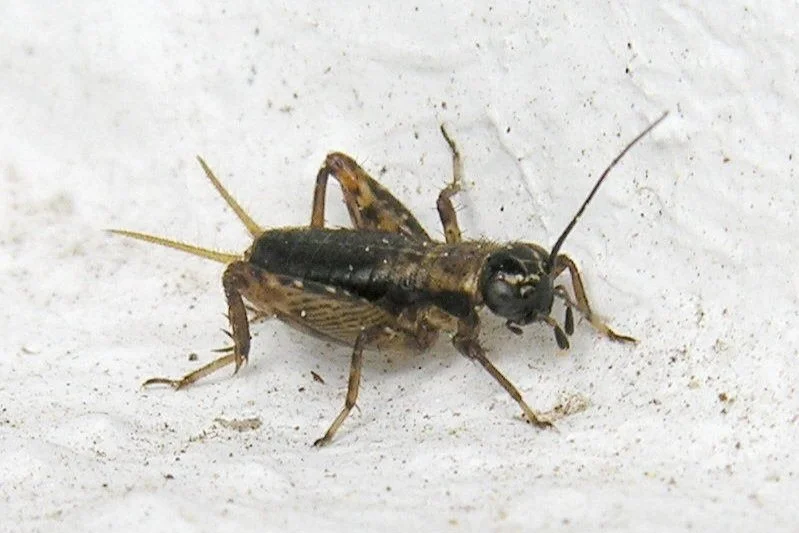 Earth BioGenome Project