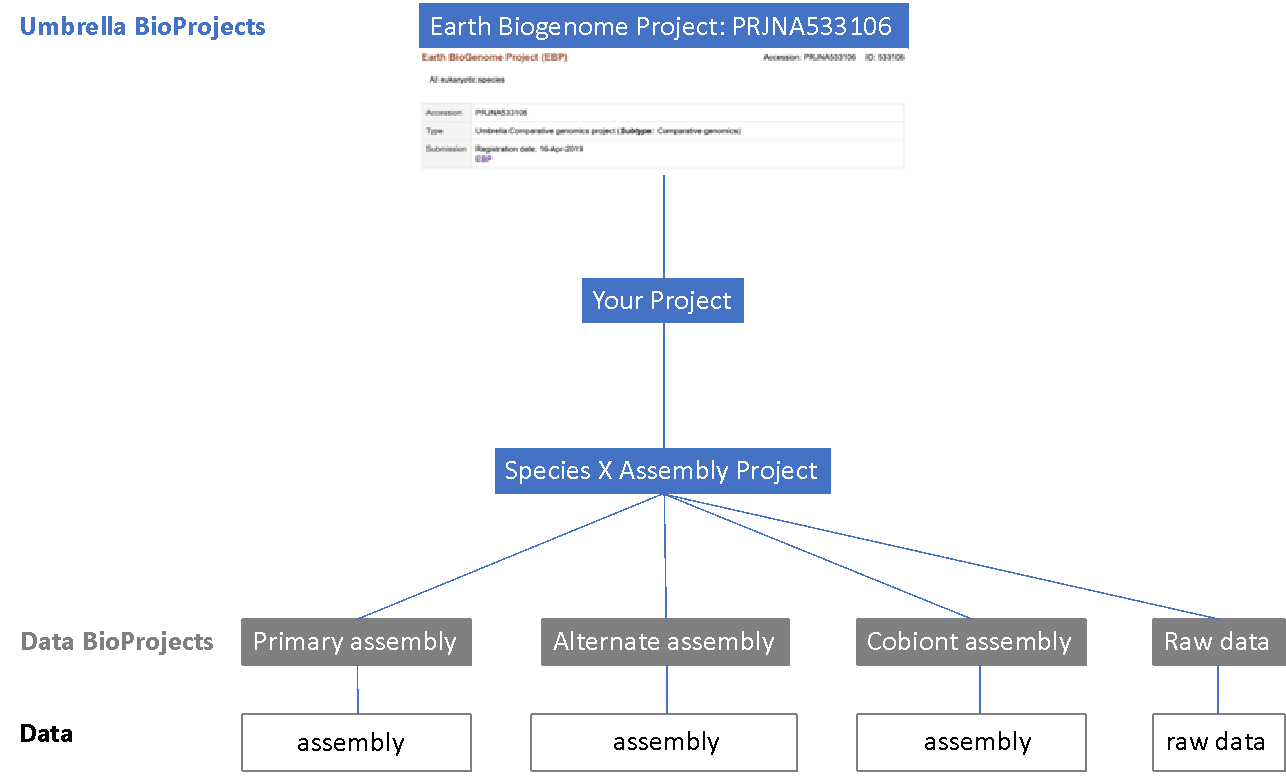 Report on Assembly Standards (Copy) — Earth BioGenome Project