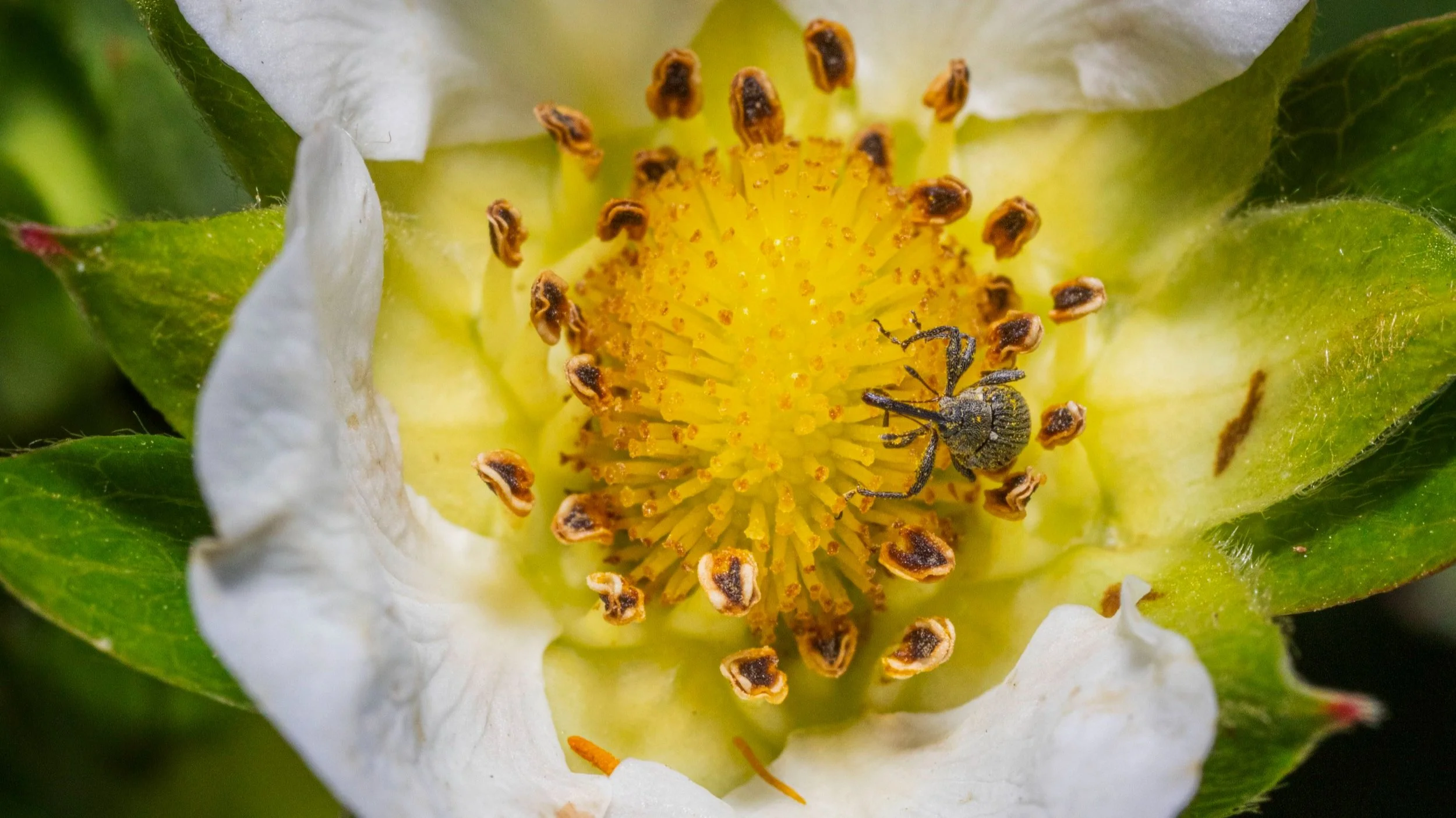 invasive insects — Earth BioGenome Project