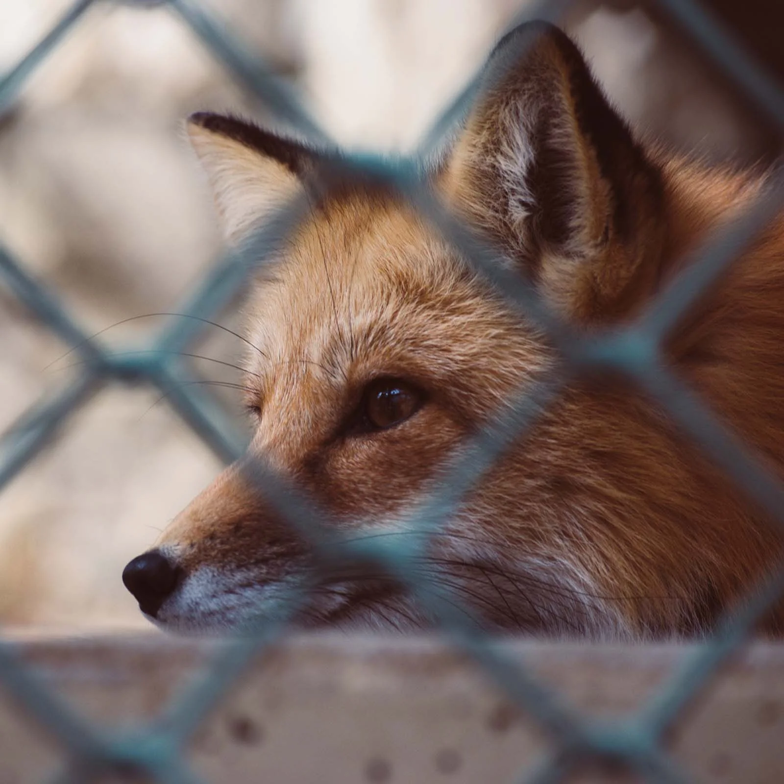 Products — animal control technologies