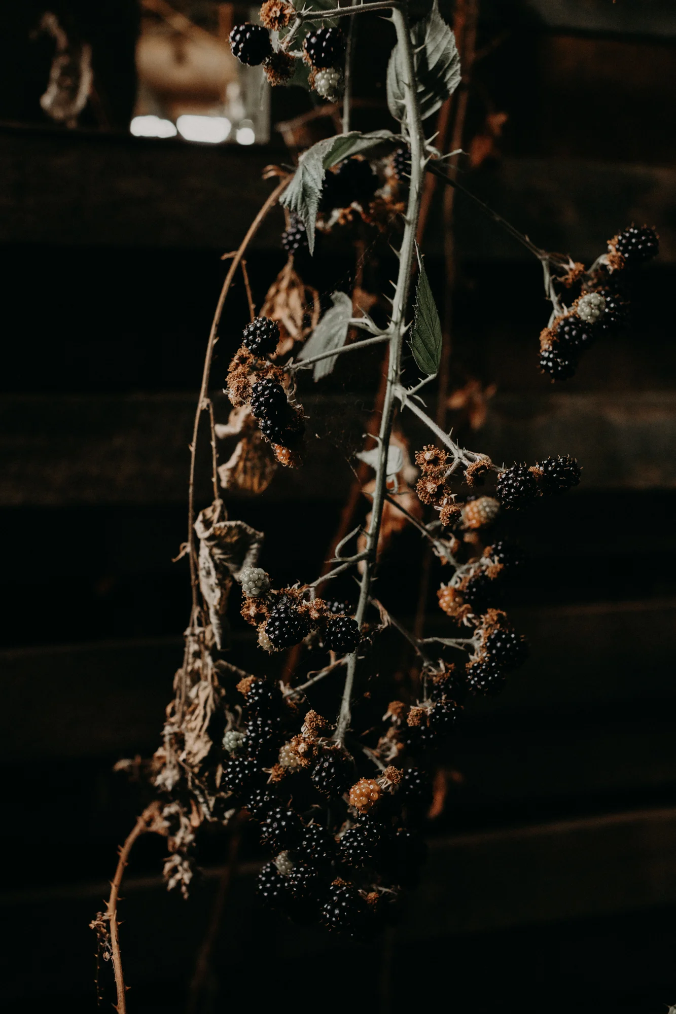 Babbington Park — Annie Smithers - Chef | Writer | Farmer | du Fermier