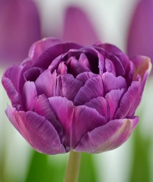 Tulip - Blue Diamond — Earth Candy Farm