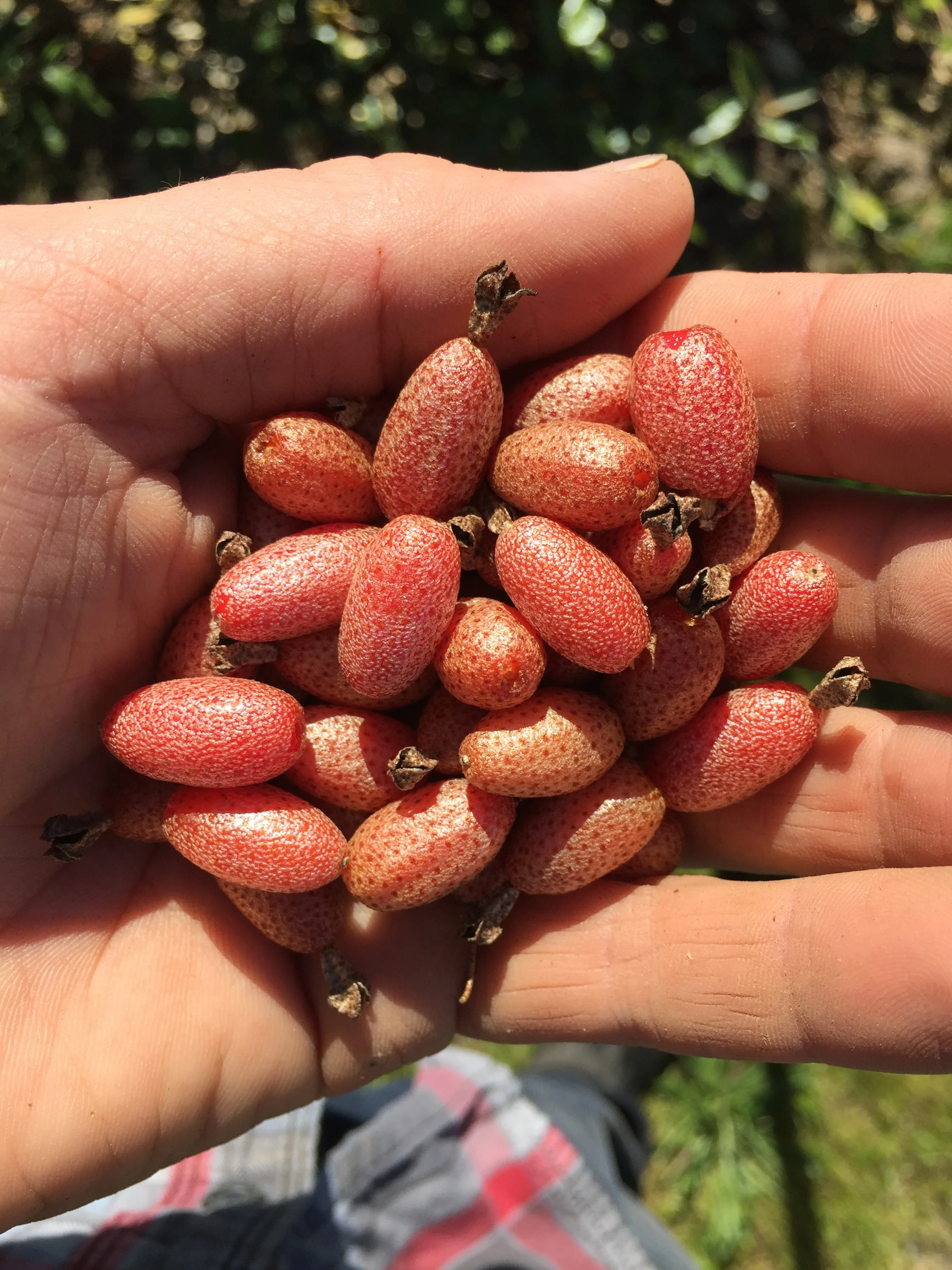 Elaeagnus x ebbingei - Silverberry, Oleaster — Phytognosis