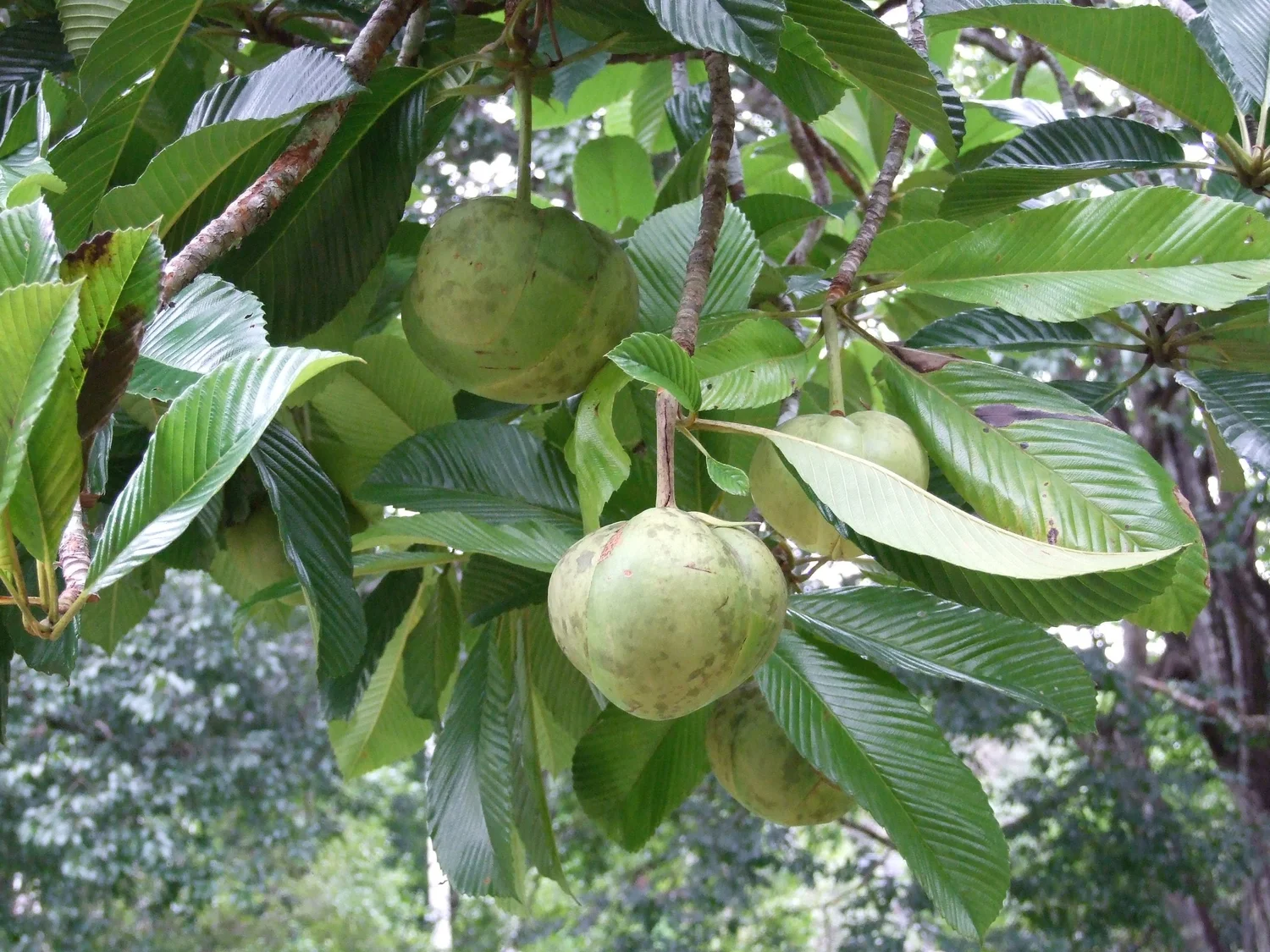 Dillenia indica - Elephant apple, hondapara — Phytognosis