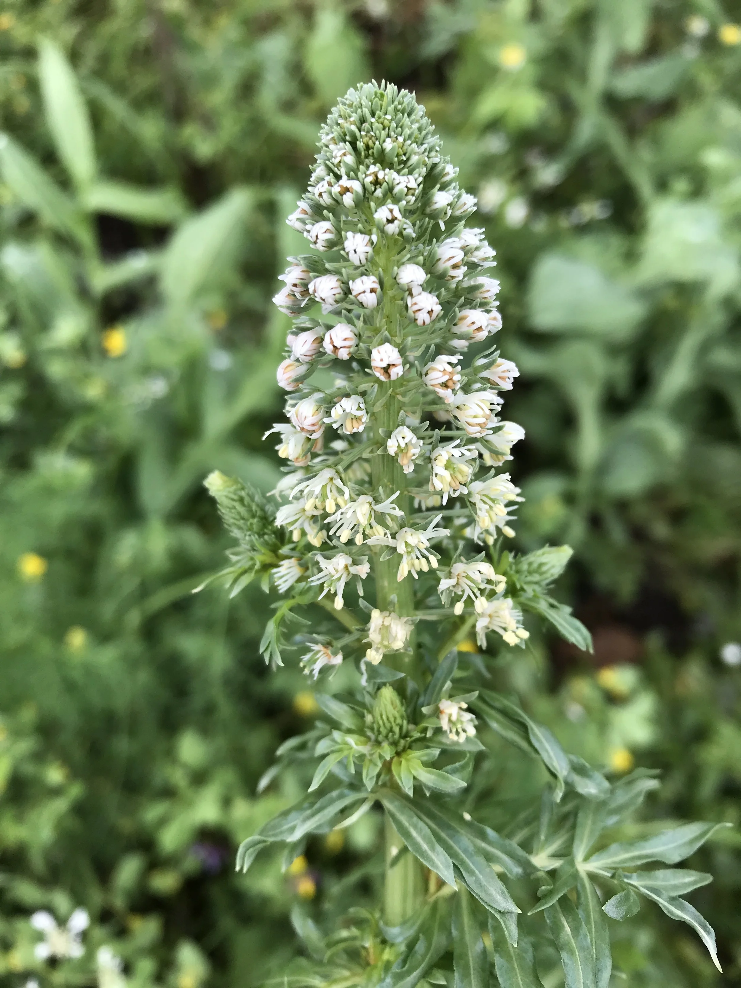 Reseda Flower | Best Flower Site