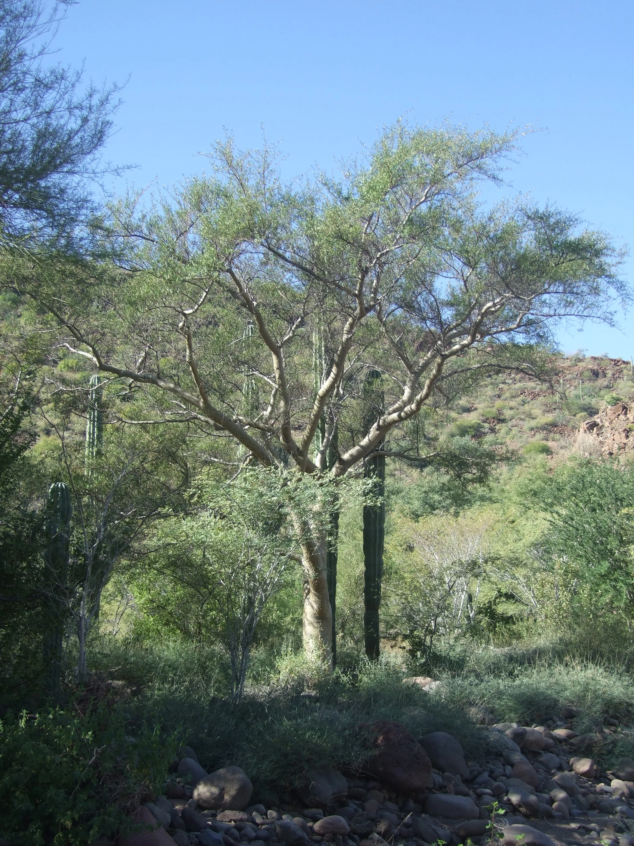 Bursera microphylla - Torote, Torote Colorado, Elephant tree — Phytognosis