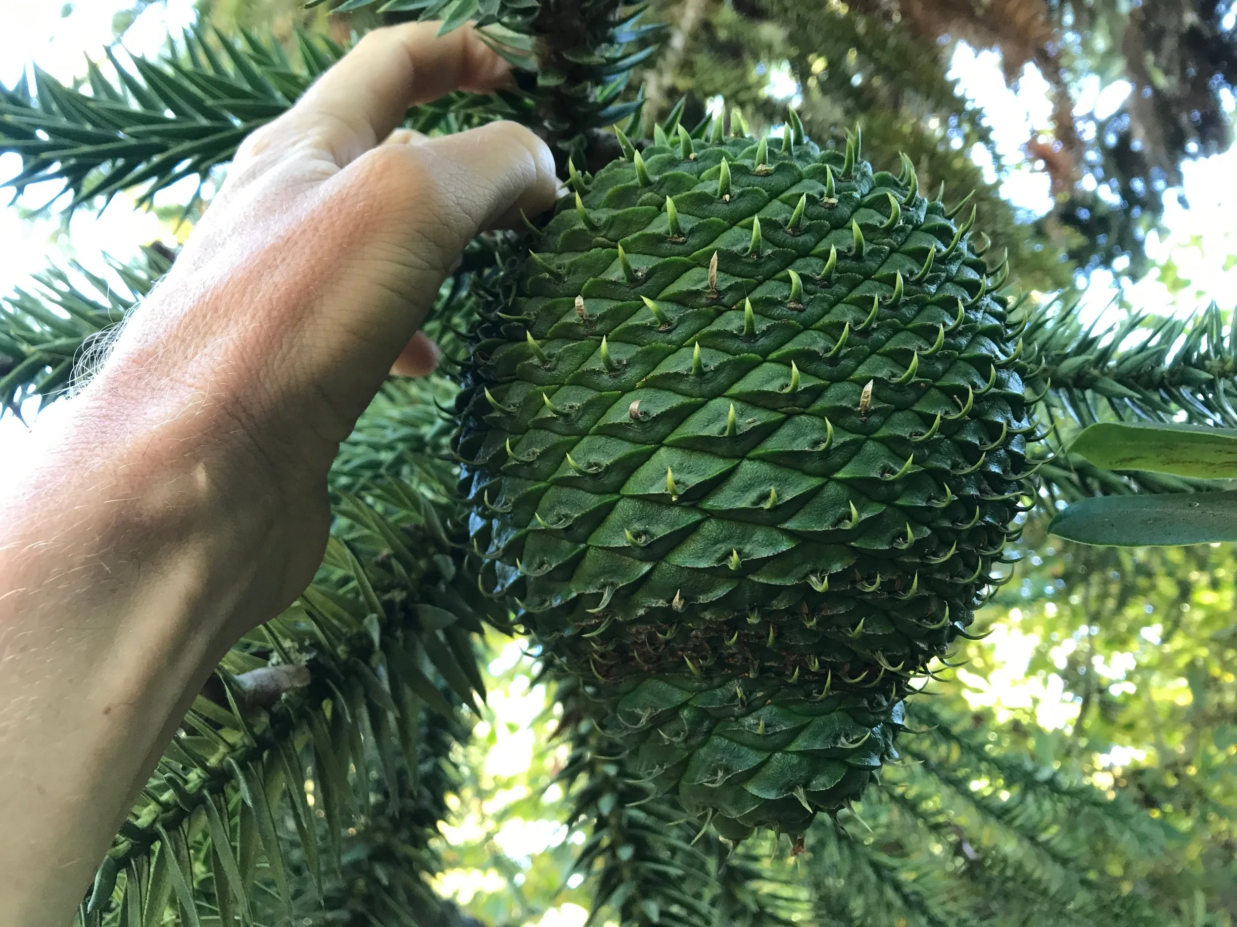 Araucaria angustifolia - Para pine, Brazilian pine, Candelabra tree ...