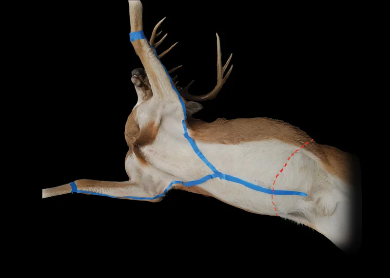 Field Care — Rapalee Taxidermy