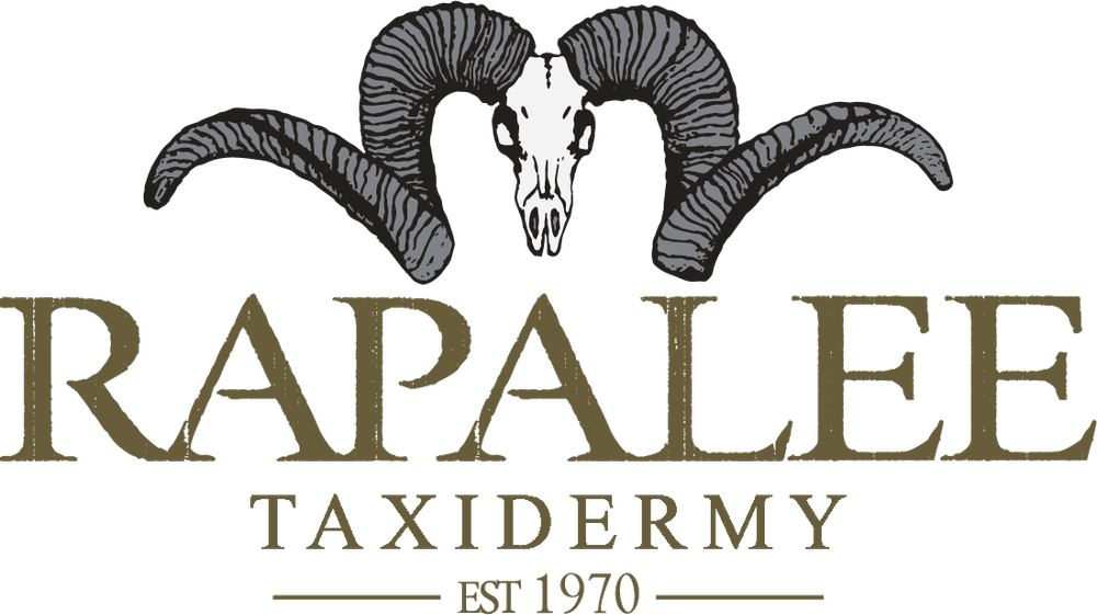 Rapalee Taxidermy