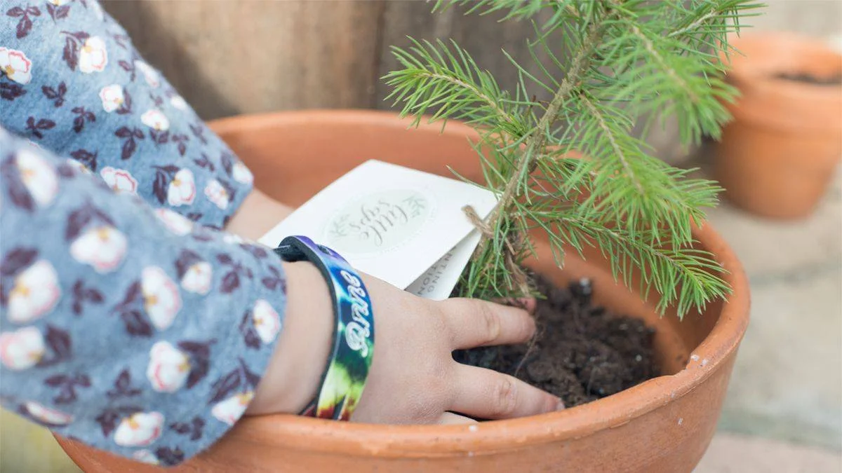 6 Tips for Planting Your Little Sap Gift Tree