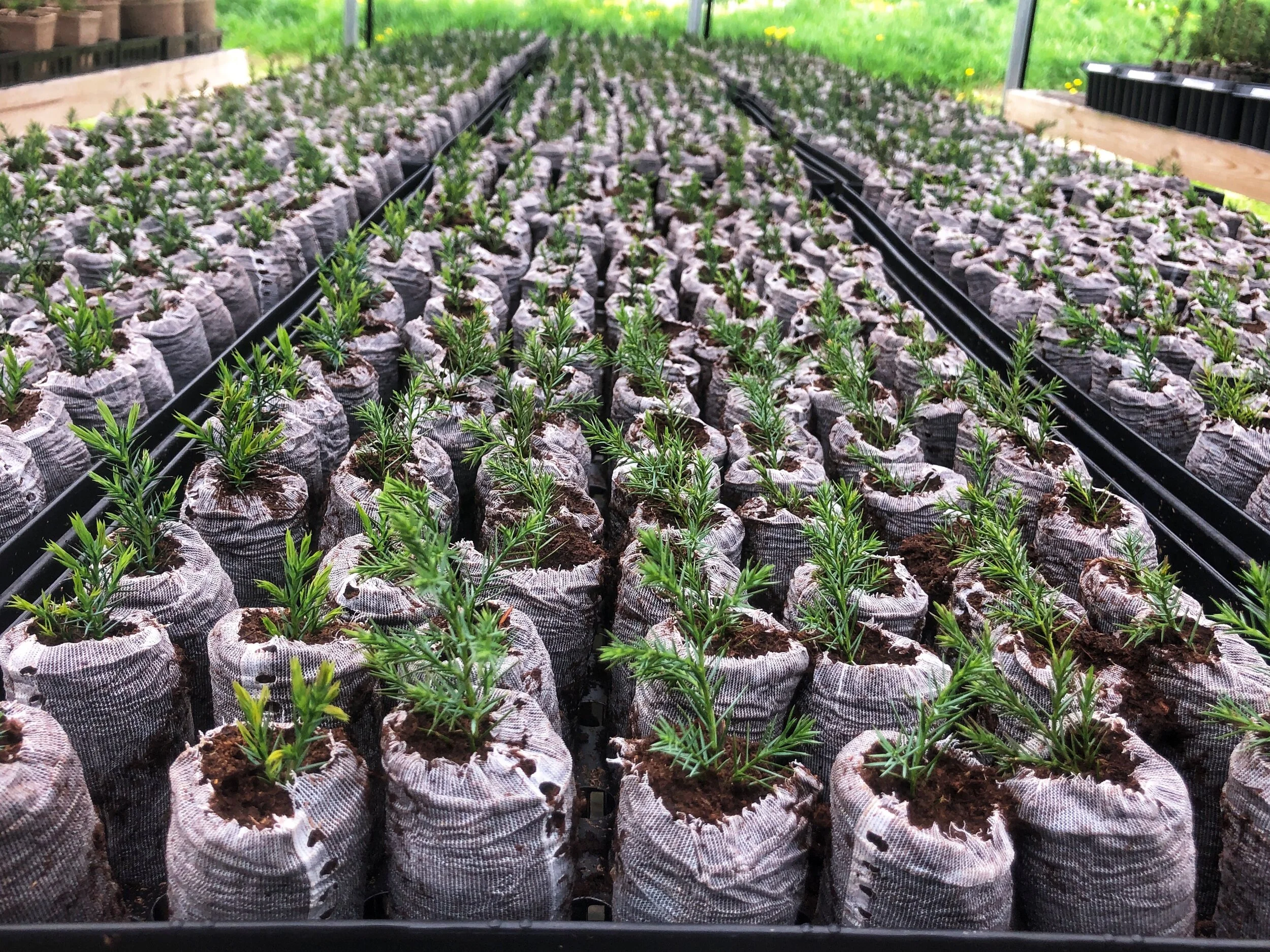 Press & Articles — Gift Trees and Memorial Trees for Meaningful Life ...