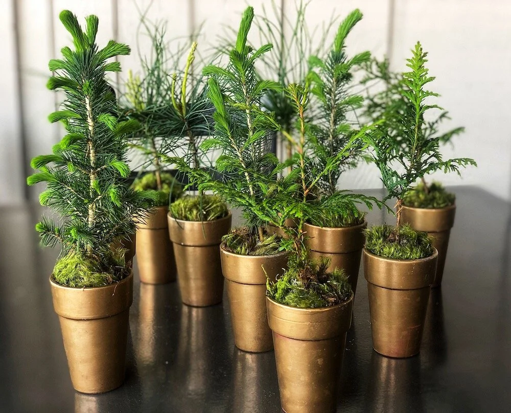 Event Inspiration — Gift Trees and Memorial Trees for Meaningful Life ...