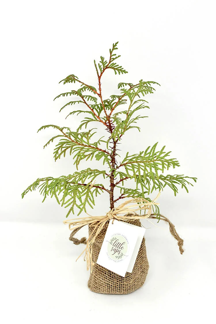 Give a Gift That Grows — Little Saps - Gift Trees