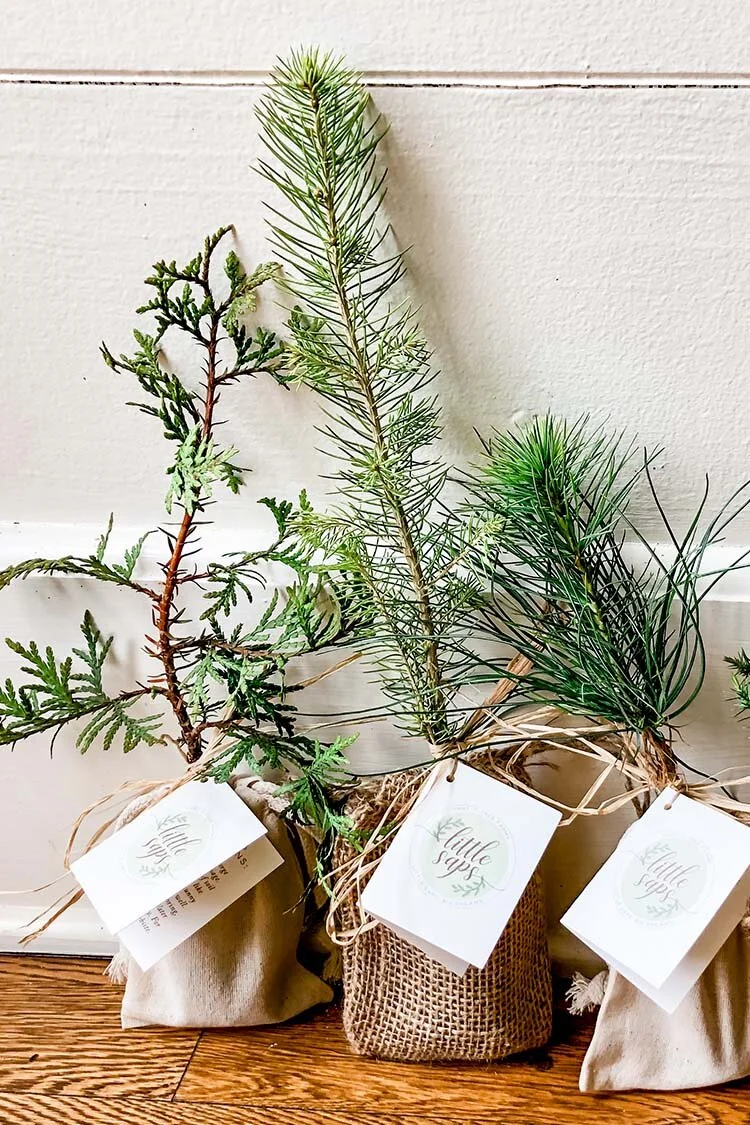 Give a Gift That Grows — Little Saps - Gift Trees