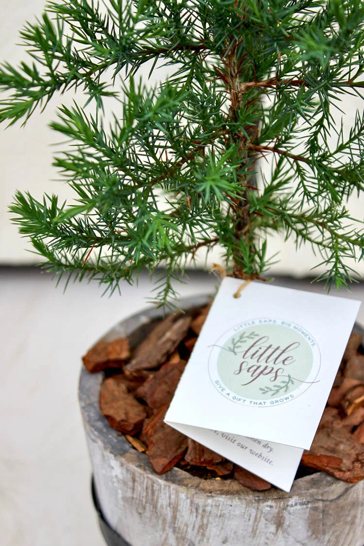 Give a Gift That Grows — Little Saps - Gift Trees