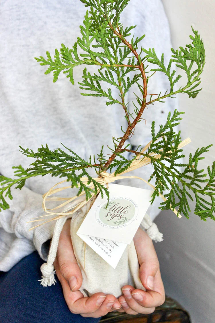 Give a Gift That Grows — Little Saps - Gift Trees