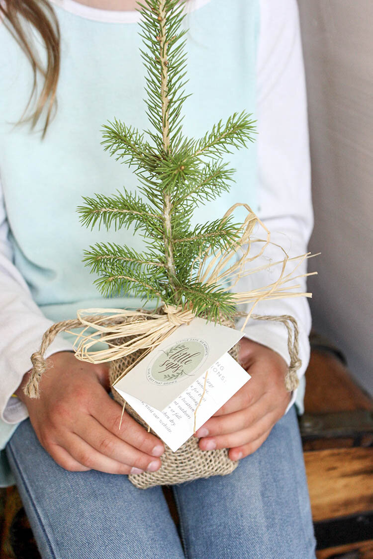 Give a Gift That Grows — Little Saps - Gift Trees