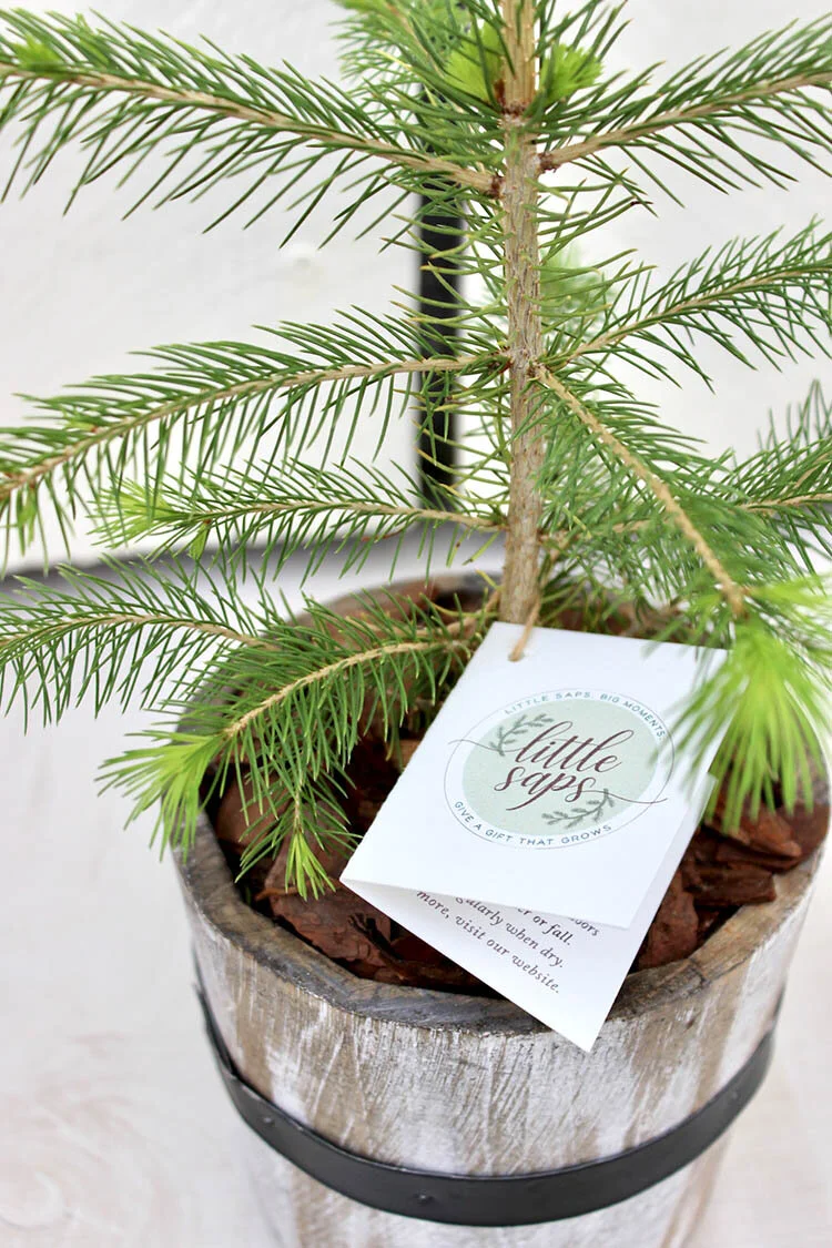 Give a Gift That Grows — Little Saps - Gift Trees