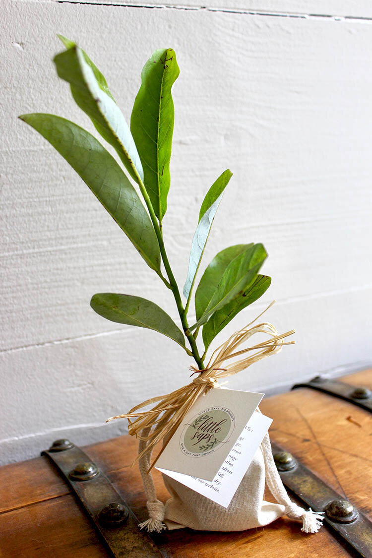 Little Saps - Gift Trees