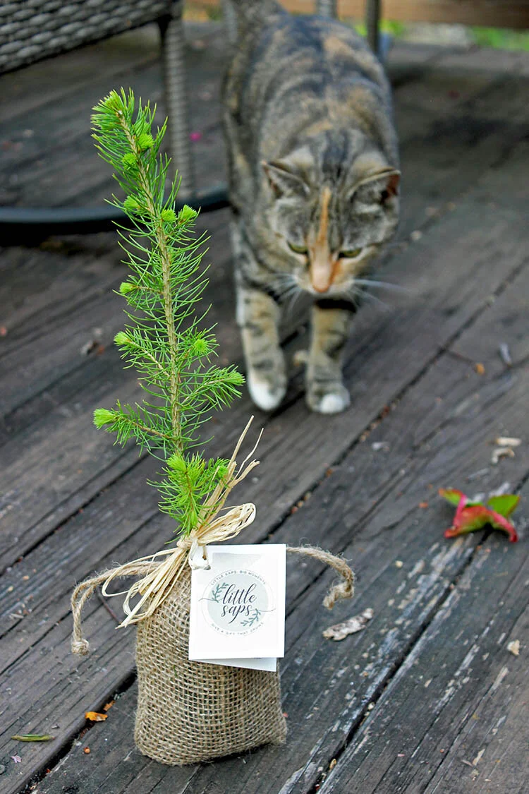 Give a Gift That Grows — Little Saps - Gift Trees