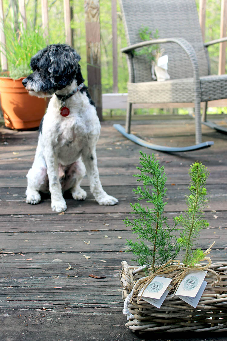 Give a Gift That Grows — Little Saps - Gift Trees