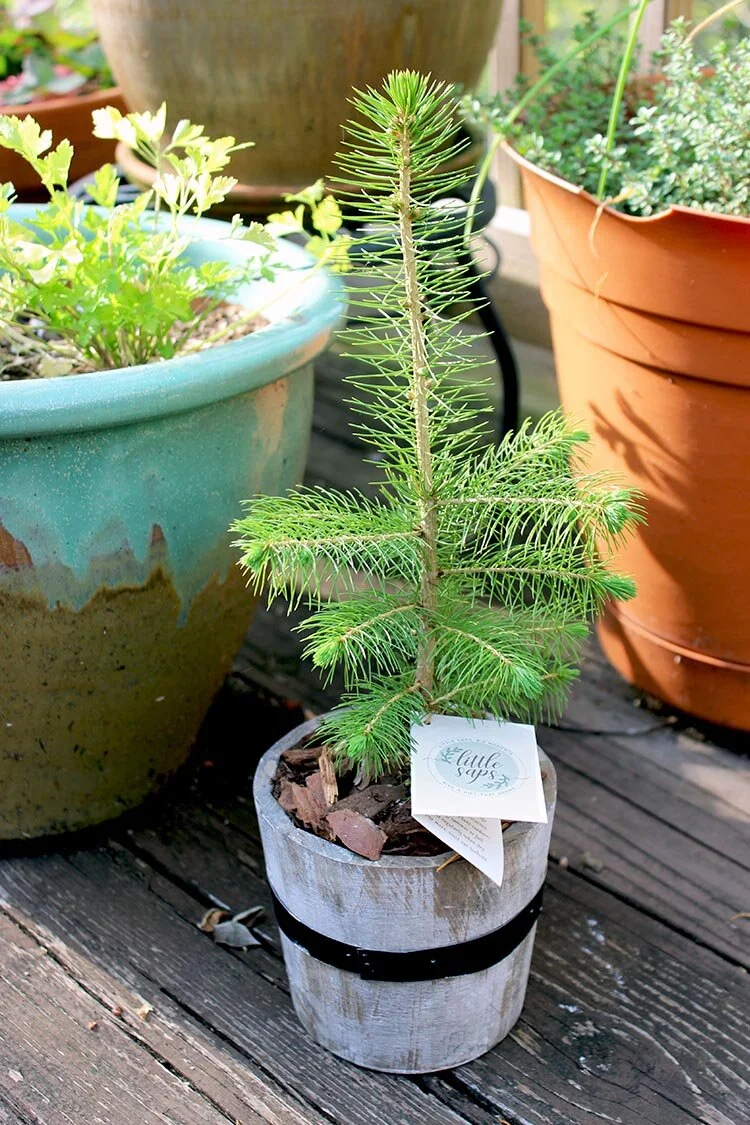 Gift Trees and Memorial Trees for Meaningful Life Moments | Little Saps