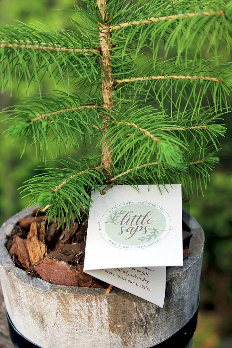 Little Saps - Gift Trees