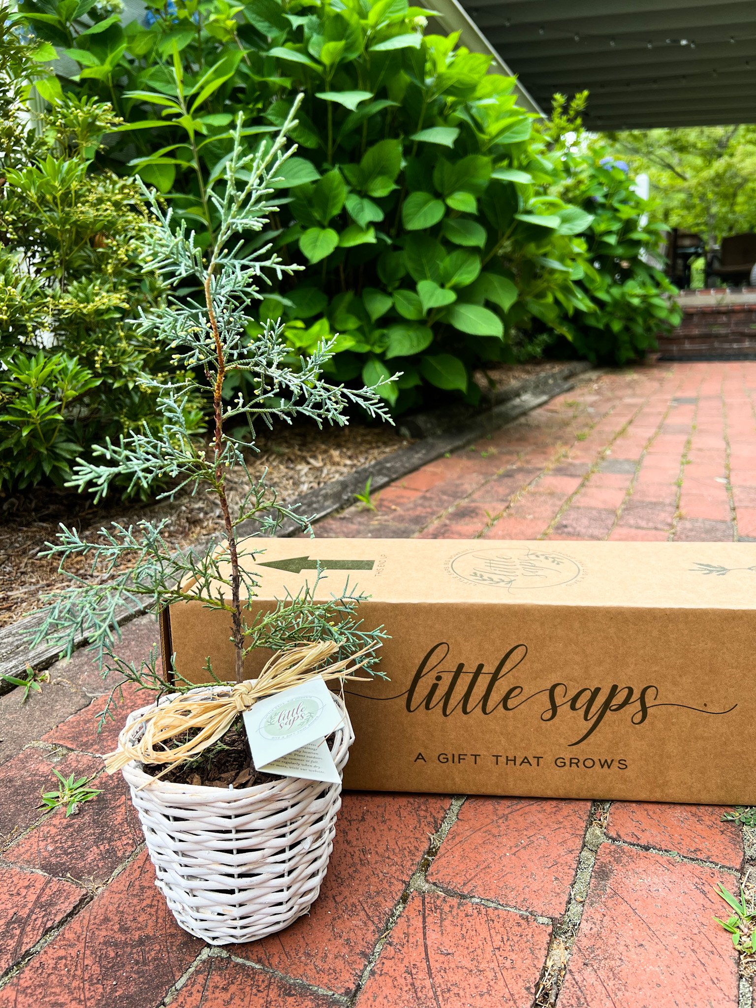 A Unique Gift Tree for Inspirational Moments and Memorials | Little ...