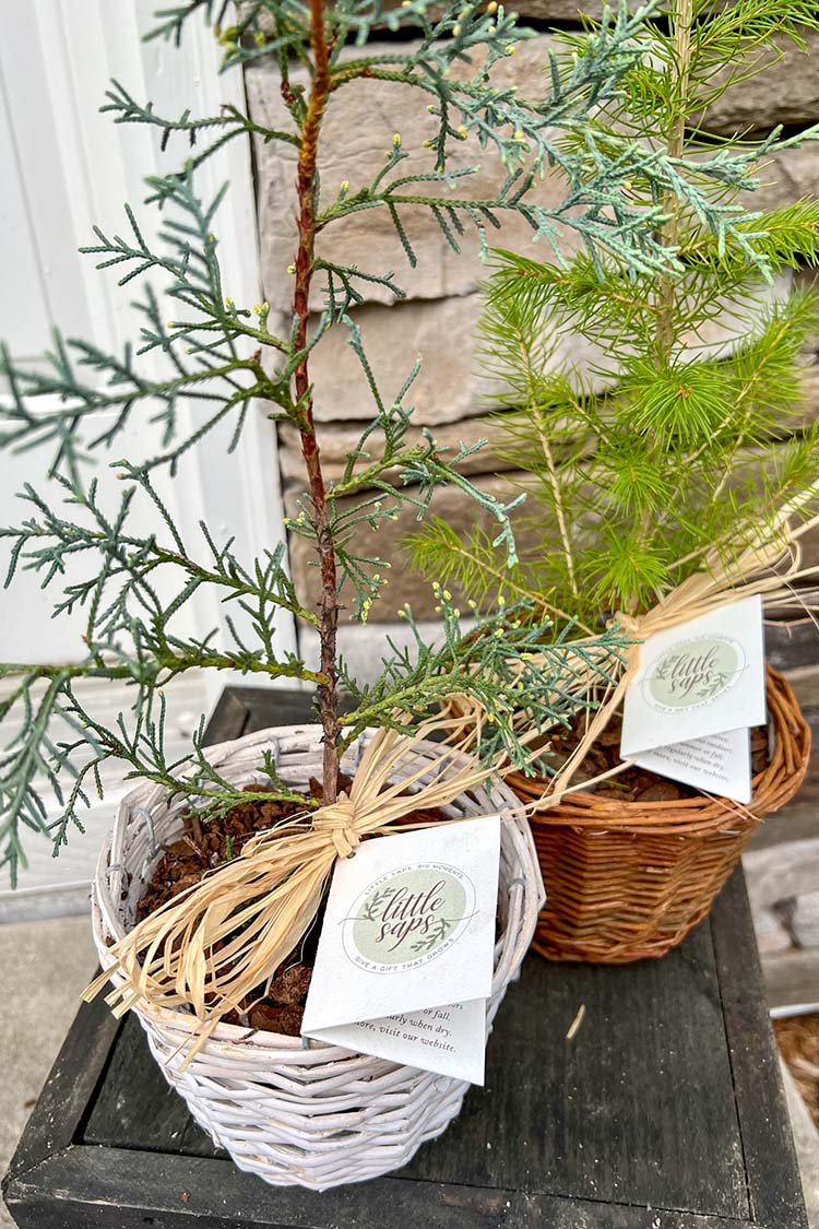 Gift Trees and Memorial Trees for Meaningful Life Moments | Little Saps