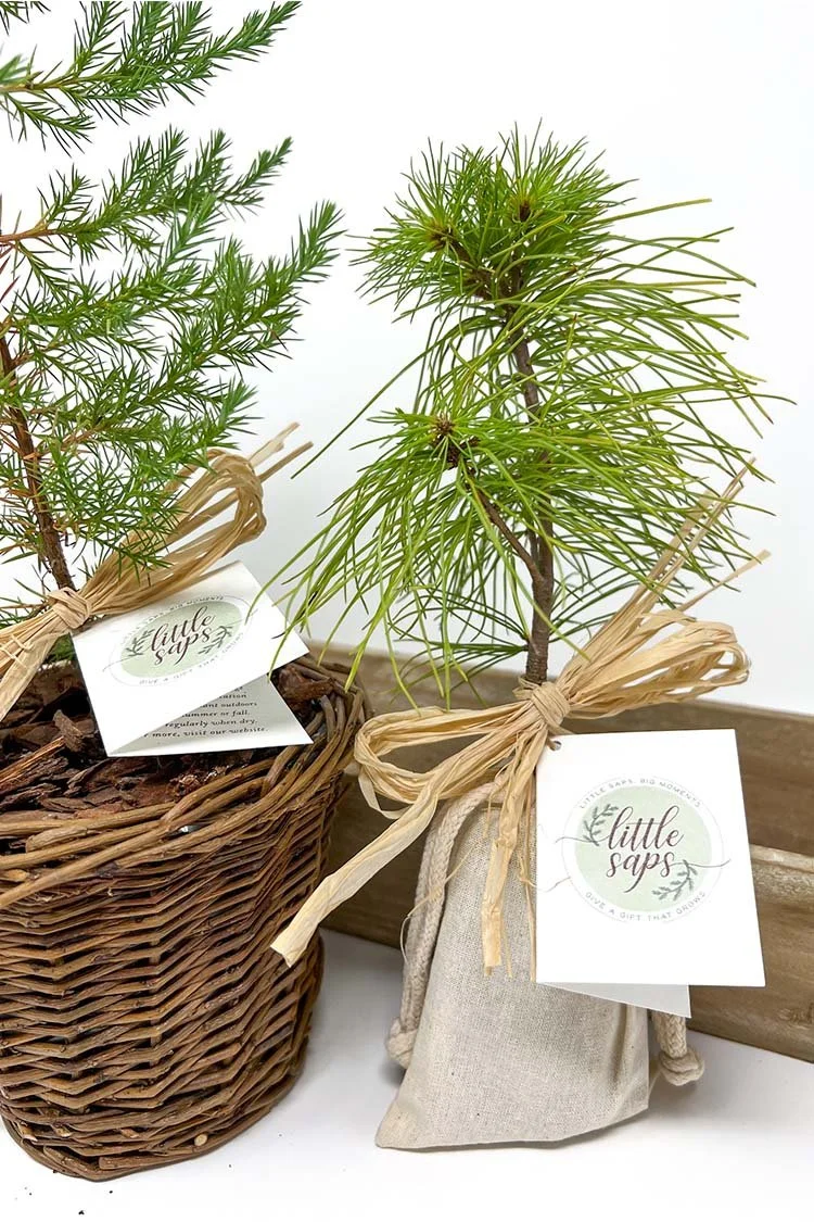 Gift Trees and Memorial Trees for Meaningful Life Moments | Little Saps