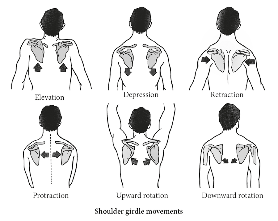 Is it Bad to Elevate Your Shoulder Blades in Yoga? — Doctor Yogi