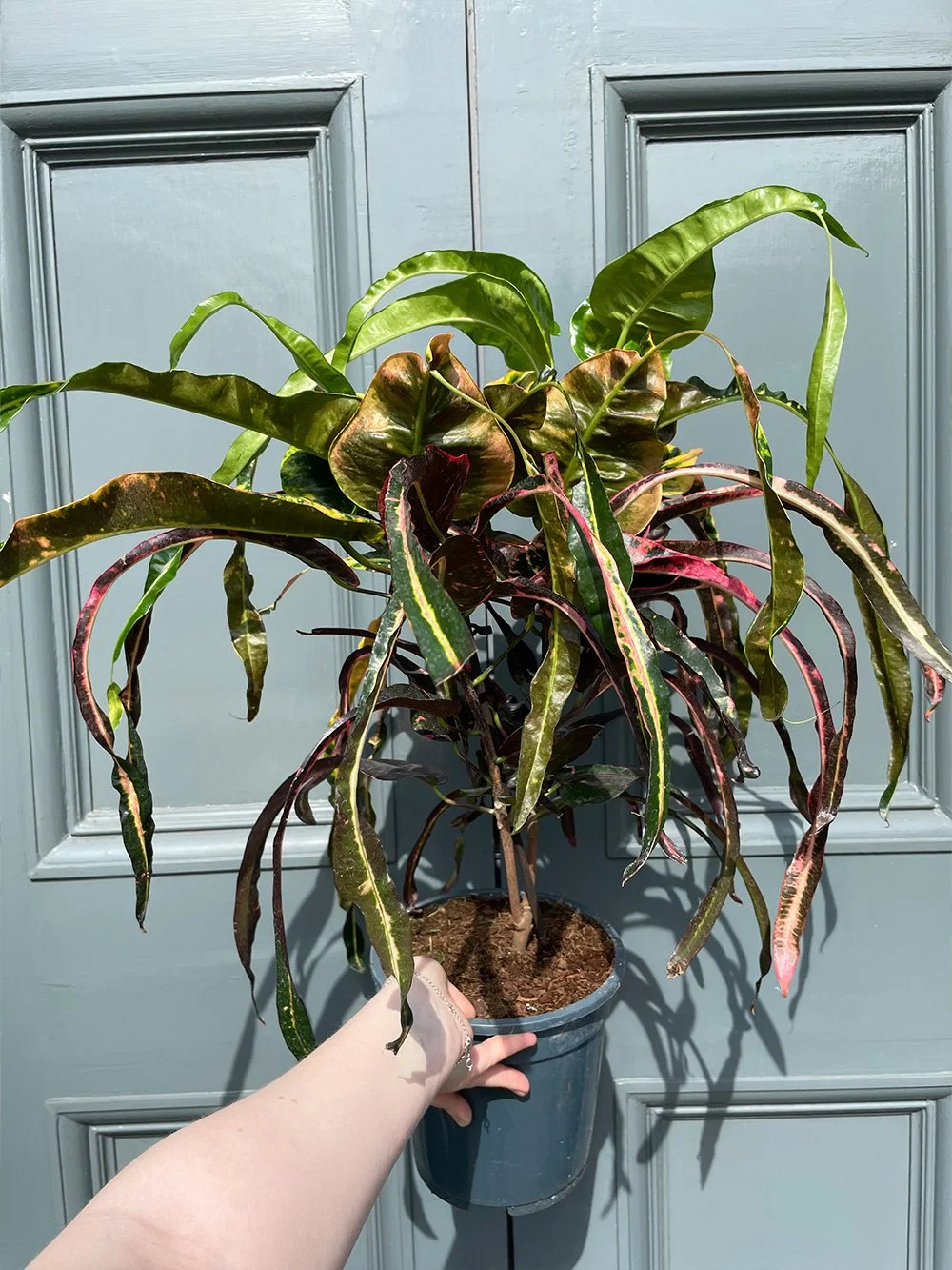 Dreadlock Croton