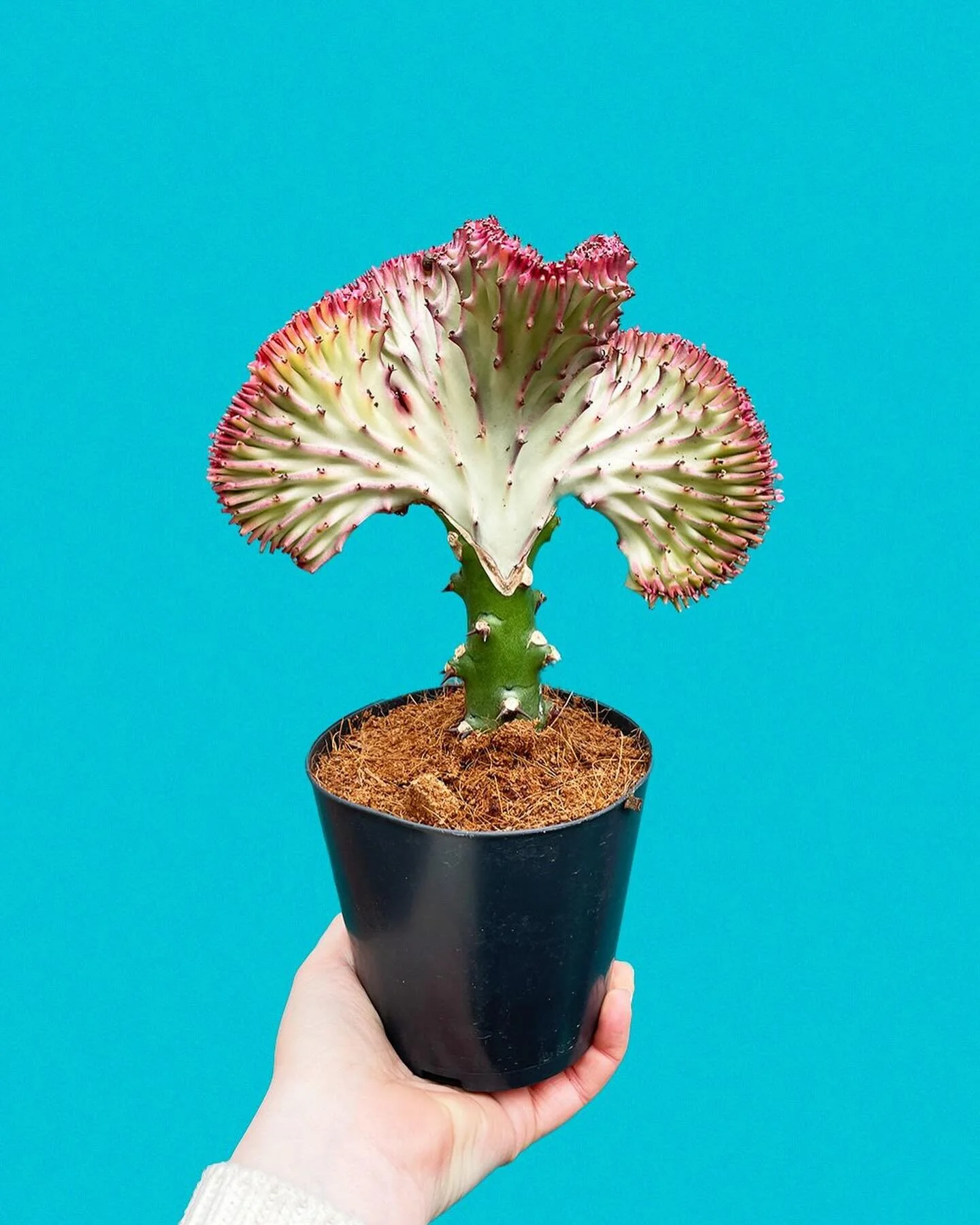 Plant Shop Manchester