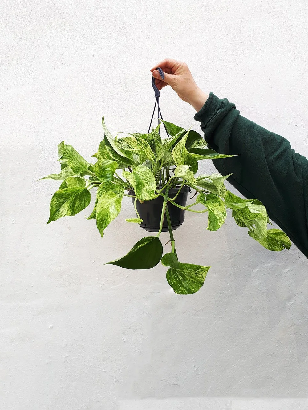 Plant Shop Manchester