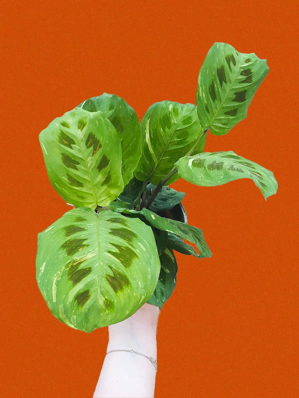 Plant Shop Manchester