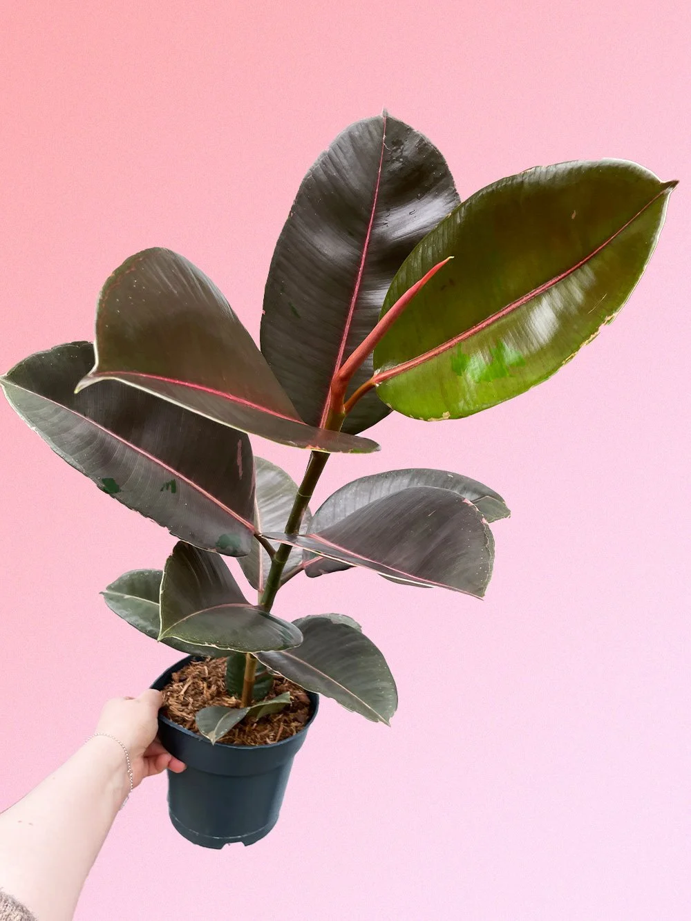 Plant Shop Manchester