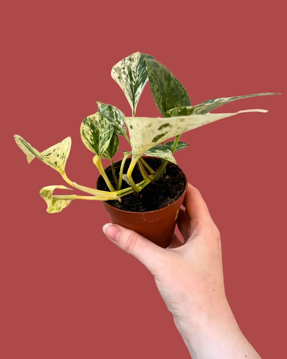 Plant Shop Manchester