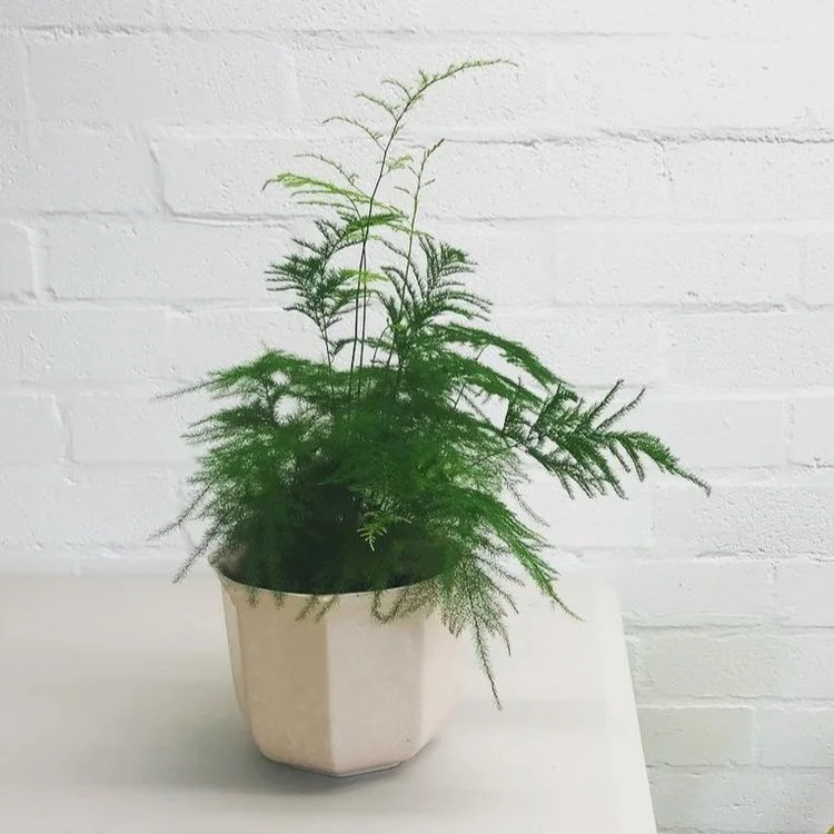 Plant Shop Manchester