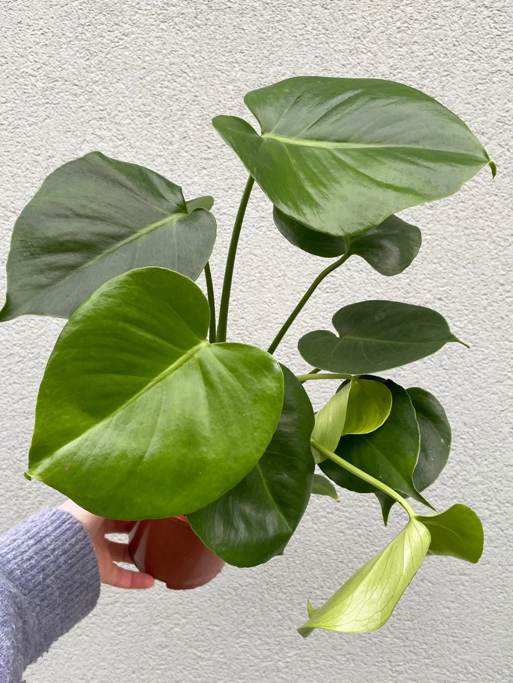 Plant Shop Manchester