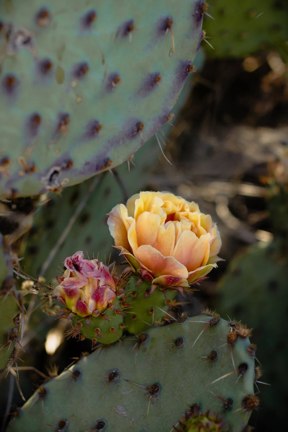 Jenna & Scott's Desert Canyon Session — Abbey Rez Photography & Film